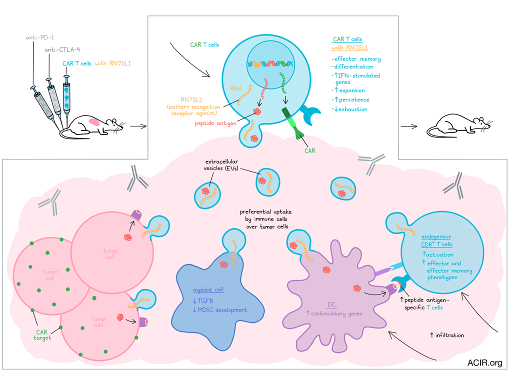 Arming CARs with RNA to boost immune responses