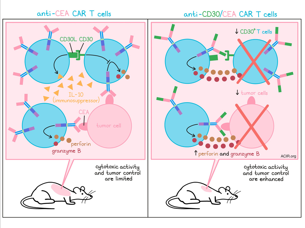 Targeting CD30 helps dual-specificity CAR T cells improve themselves