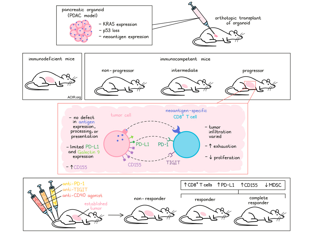 It’s not all just PD-1: the CD155/TIGIT axis is essential for immune ...