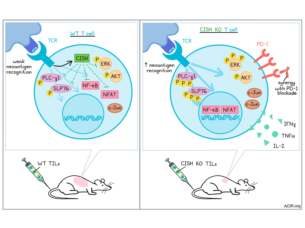 A new internal T cell checkpoint: CISH