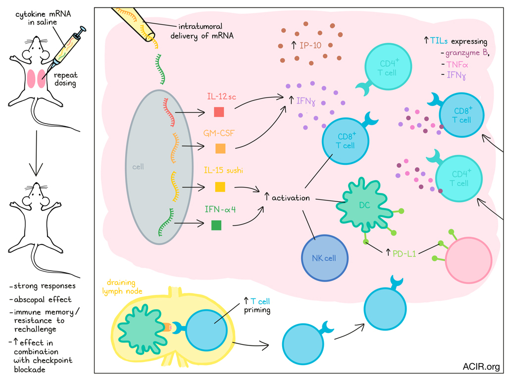 RNA to the rescue: localized cytokine delivery shapes antitumor responses