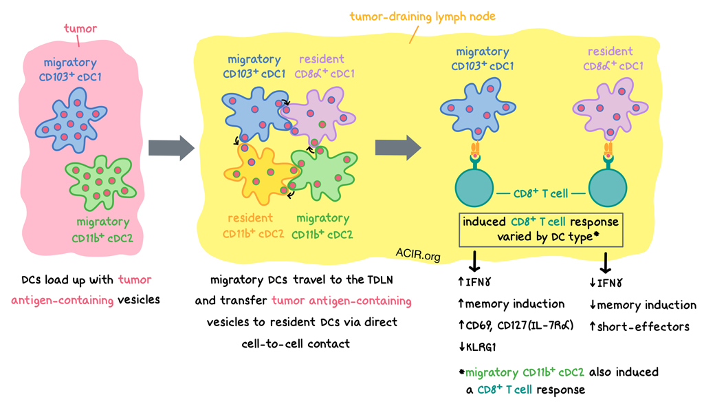 Messenger for DCs: vesicles spread tumor antigens across dendritic cell ...