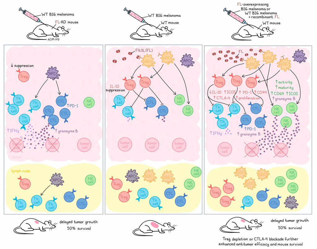Flt3L has the opposite of a goldilocks effect thanks to two distinct DC ...