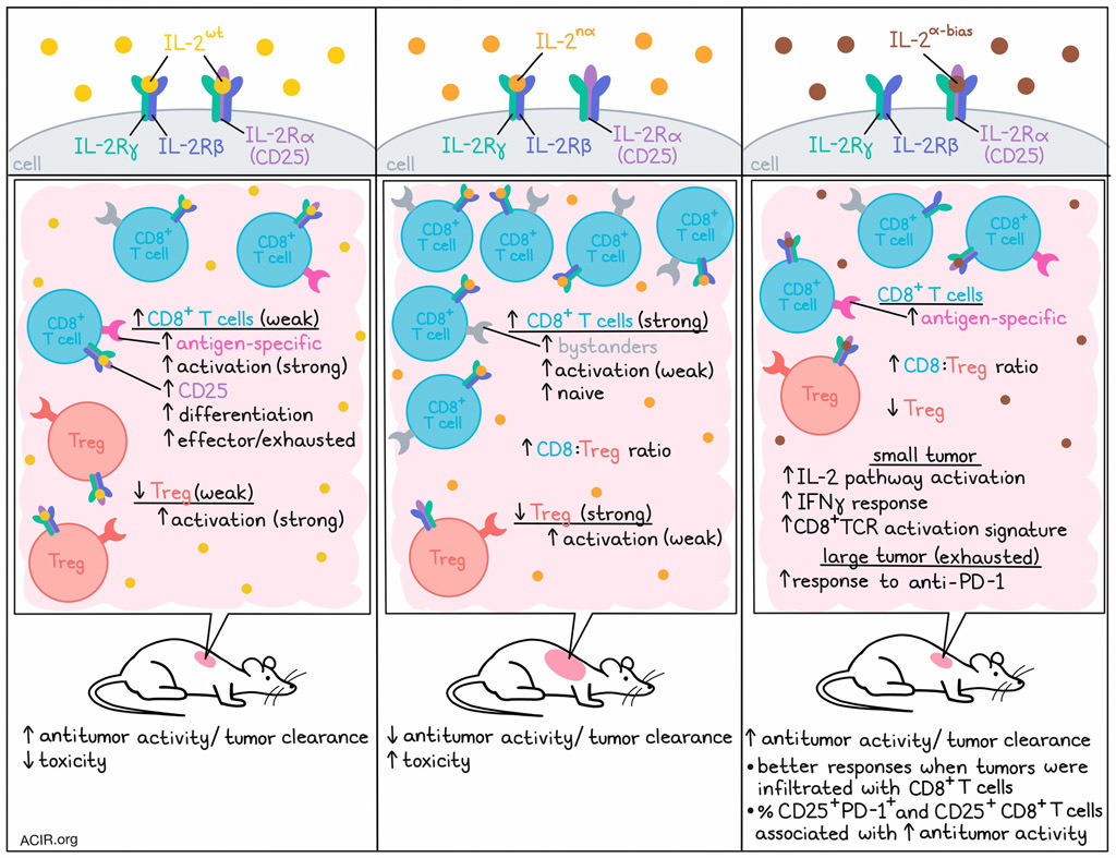 IL-2 therapy requires IL-Rα binding to stimulate tumor-specific immune ...