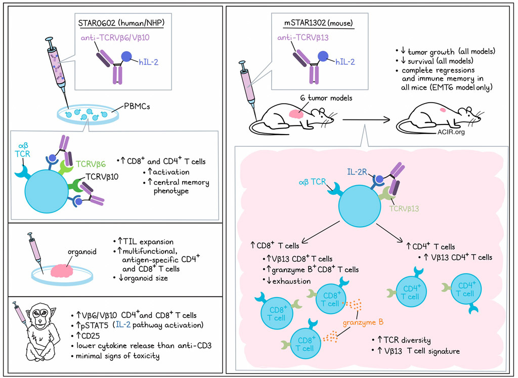 New molecule targets TIL-enriched T cell subset to improve antitumor ...