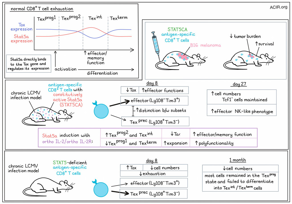 Stat5 battles Tox for epigenetic control of T cell exhaustion