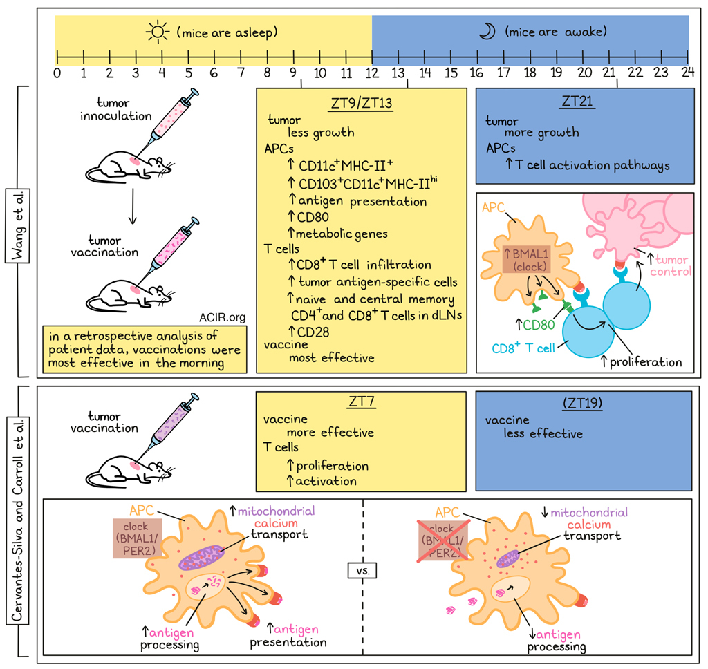 Working 9 to 5: circadian rhythm in immune cells affects immunotherapy
