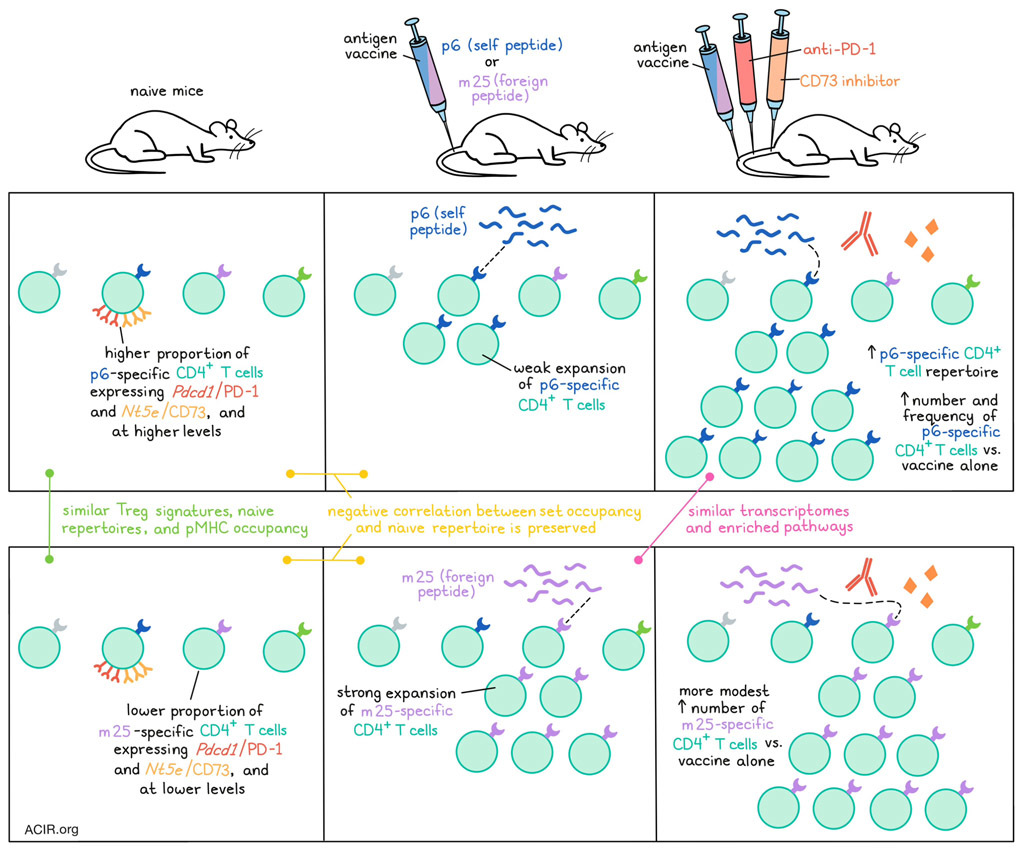 CD73 and PD-1 gatekeep self-reactive CD4+ T cell expansion
