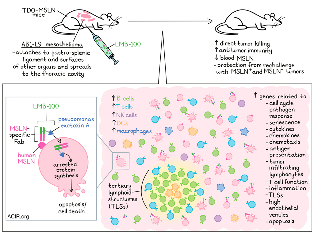 Bring in the B cells with an immunotoxin