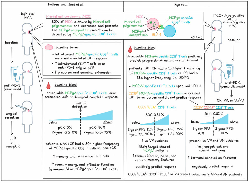 Antigen-specific T cells in blood predict anti-PD-1 responses in Merkel ...