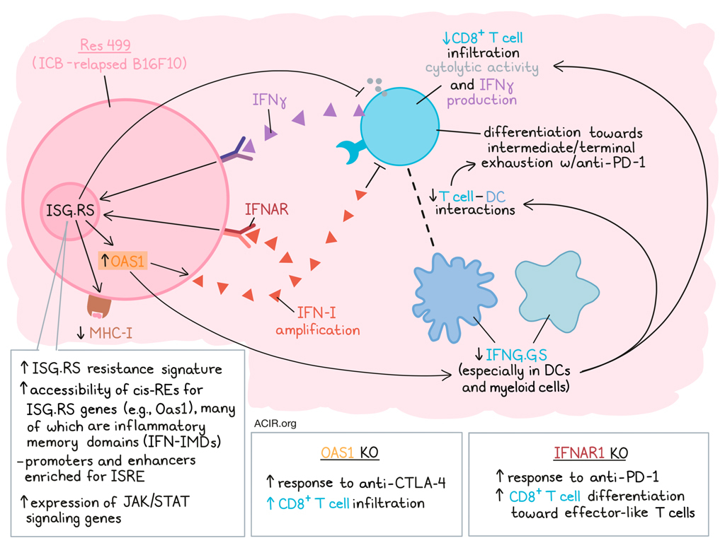 Interferon Signaling Can Be Too Much Of A Good Thing In The