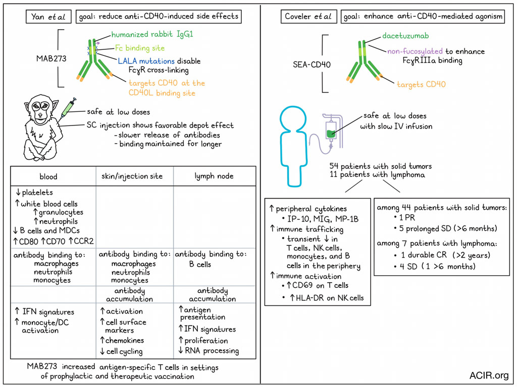 Novel CD40 agonistic antibodies with immune activating antitumor effects