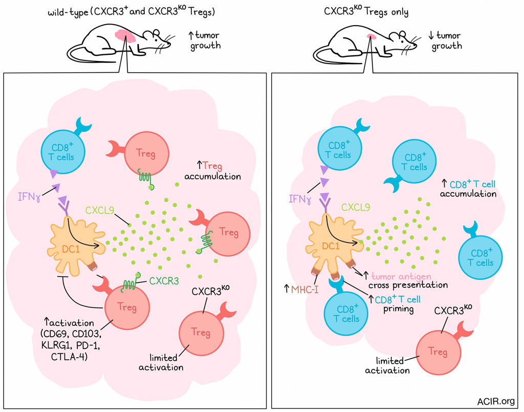 CXCR3 on Tregs controls their accumulation, activation