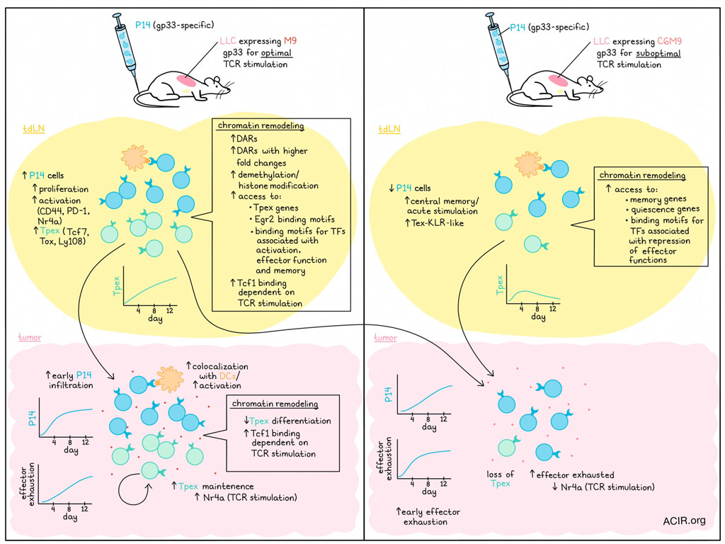 Strong and steady: robust TCR stimulation supports Tpex cell formation ...