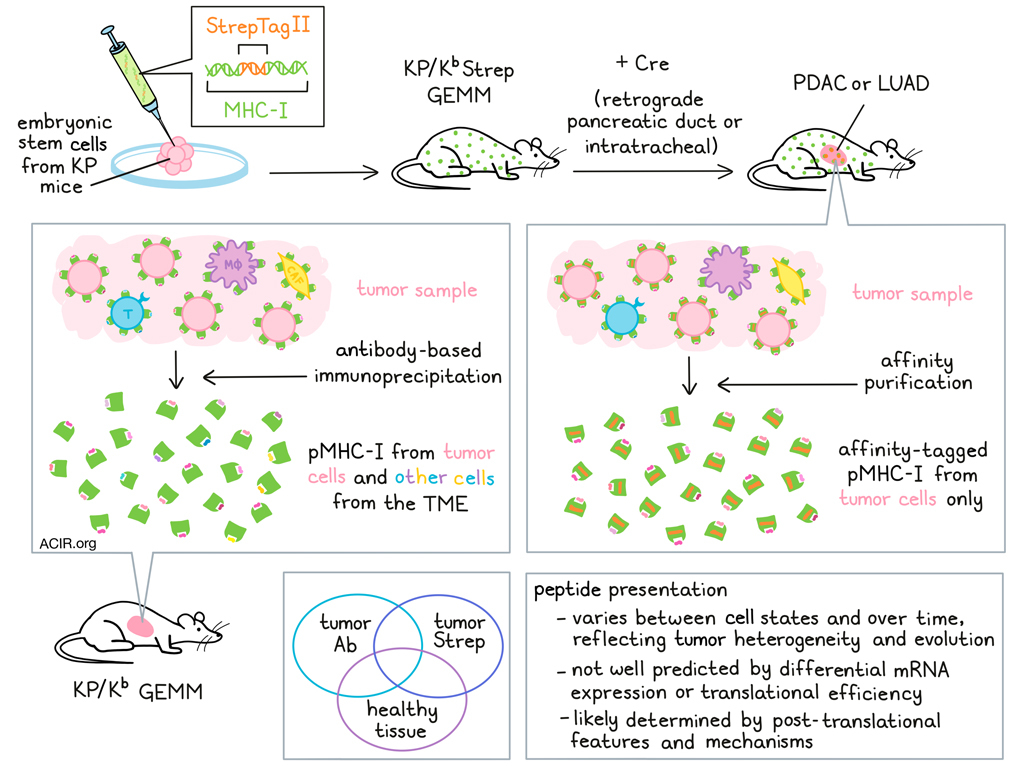 New GEMM allows for evaluation of the immunopeptidome in vivo