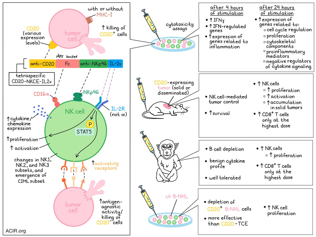 A tetraspecific NK cell engager armed with IL-2v targets B-NHL