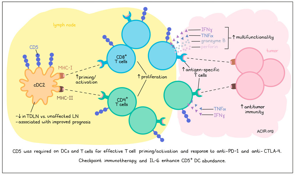 CD5 on DCs brings antitumor T cell responses to life