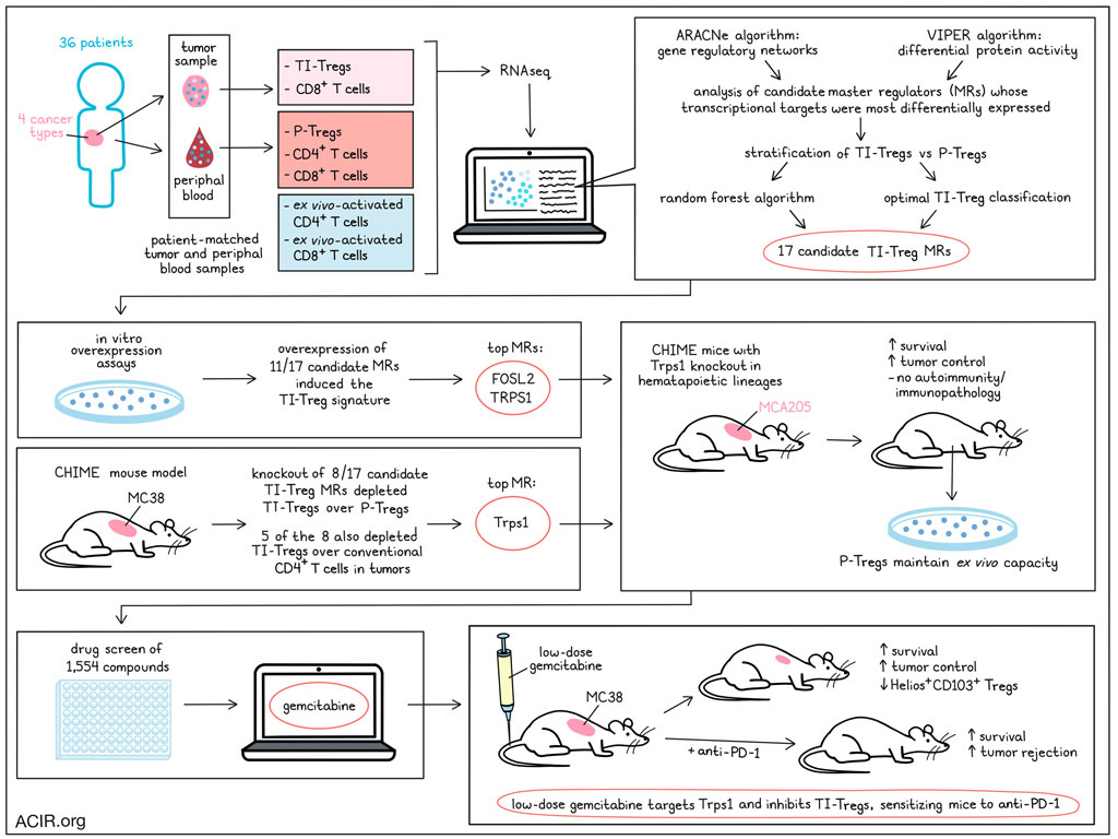 Targeting Tregs, but only in the tumor