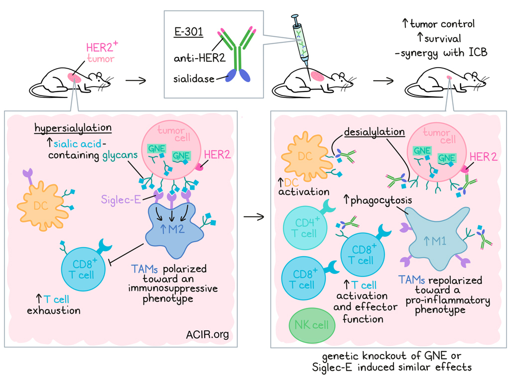 Targeting the sialoglycan-Siglec axis for cancer immunotherapy