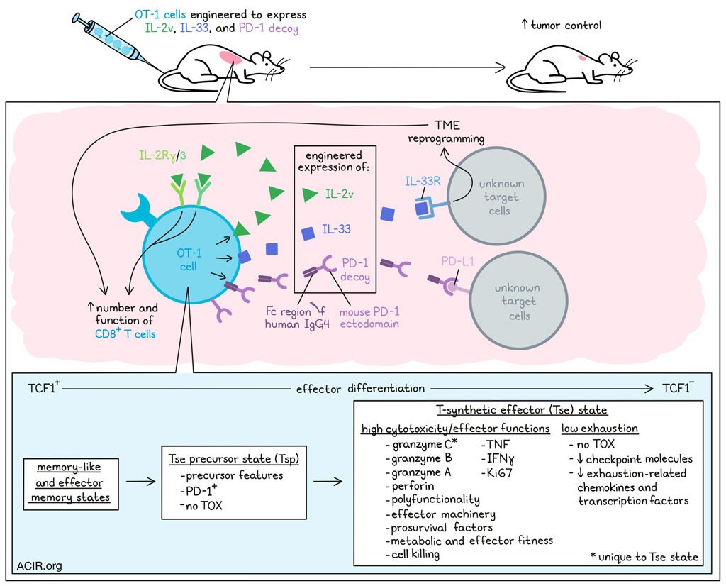 Tumor Reactive T Cells Engineered To Not Get Exhausted After Adoptive