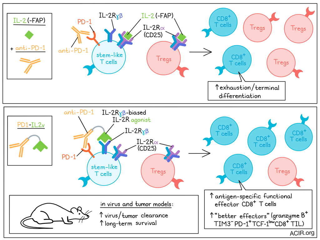 New Molecule Uses PD 1 To Supply IL 2 To Reactive T Cells New Molecule Uses PD 1 To Supply IL 2 To Reactive T Cells