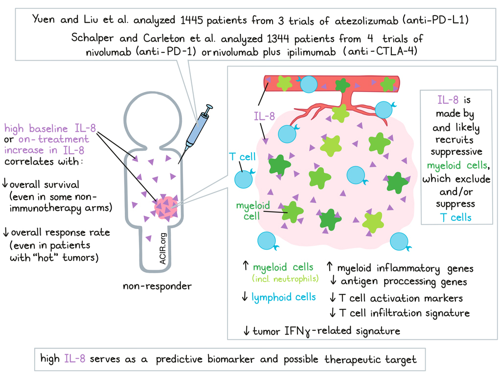 High IL-8 correlates with reduced response to PD-1/PD-L1 checkpoint ...