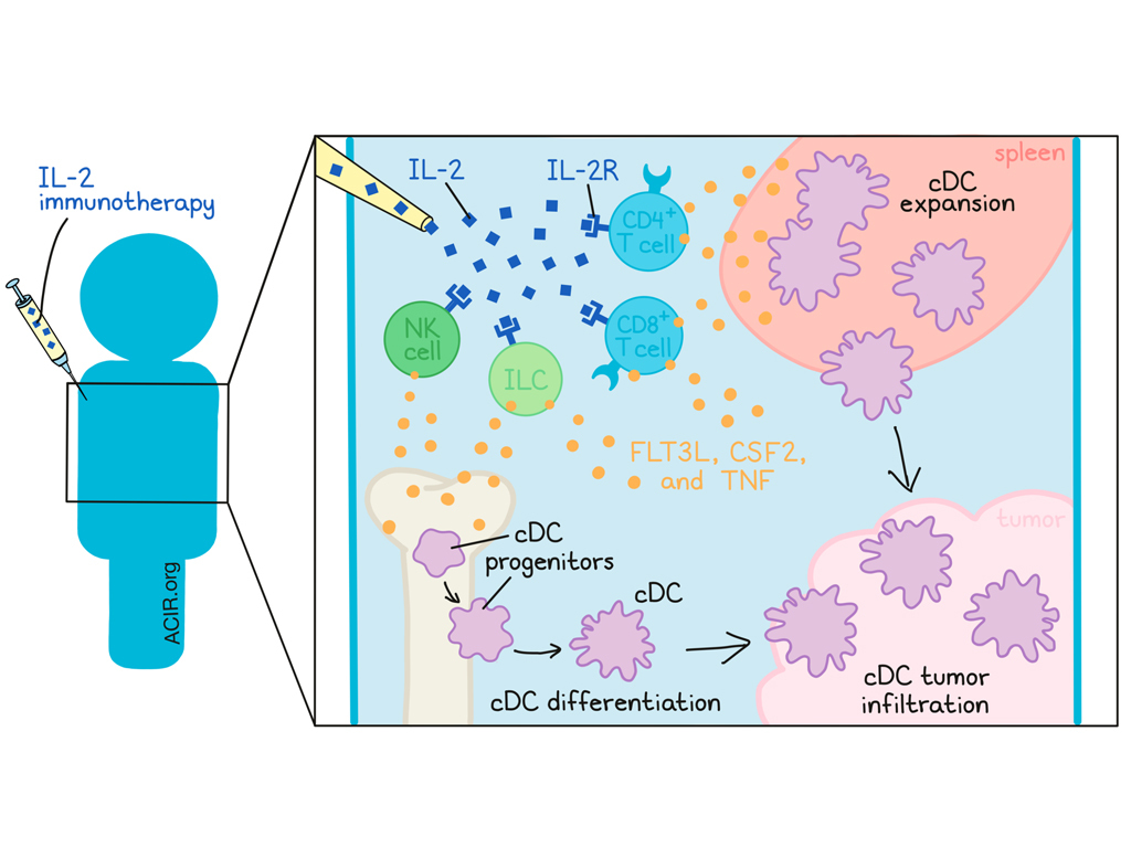 An unconventional cDC outcome of IL-2 immunotherapy