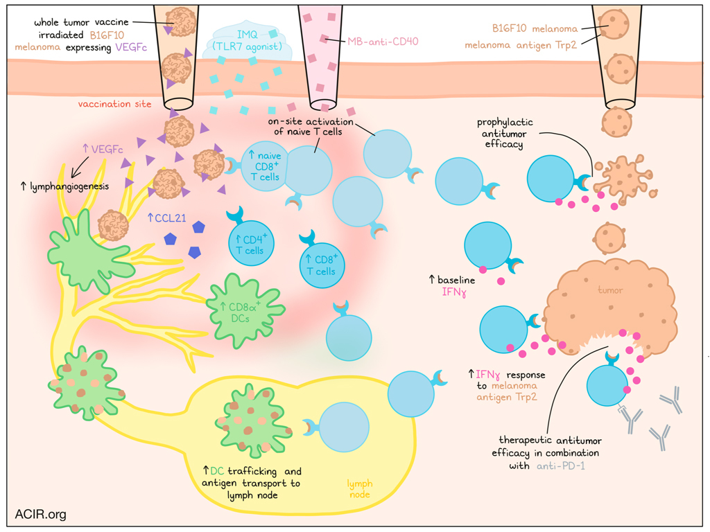 Lymphangiogenesis gets vaccine responses back on track