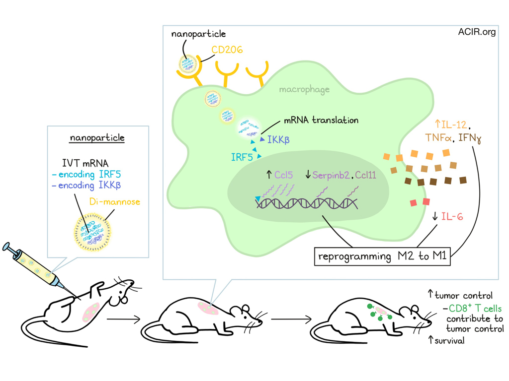 M2 to M1; macrophage reprogramming can be done!
