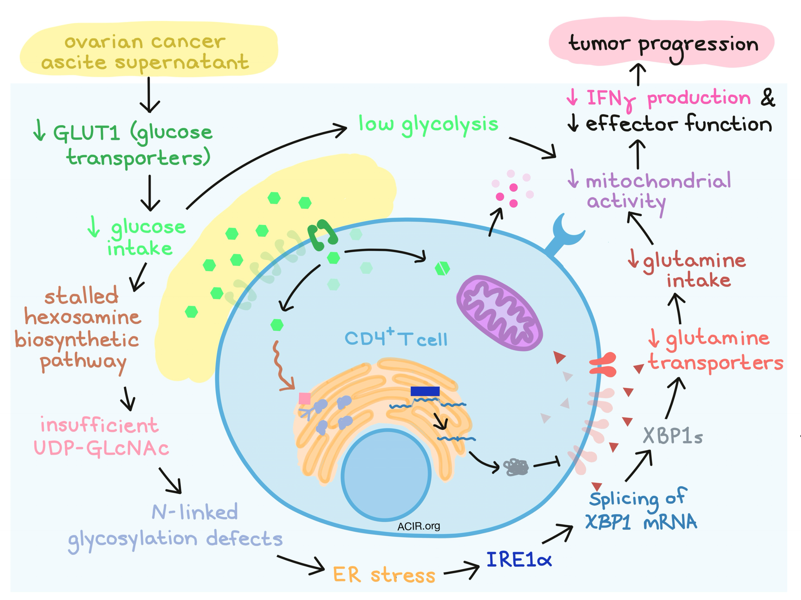 Stress And Metabolism In The Cancer exposed T Cell