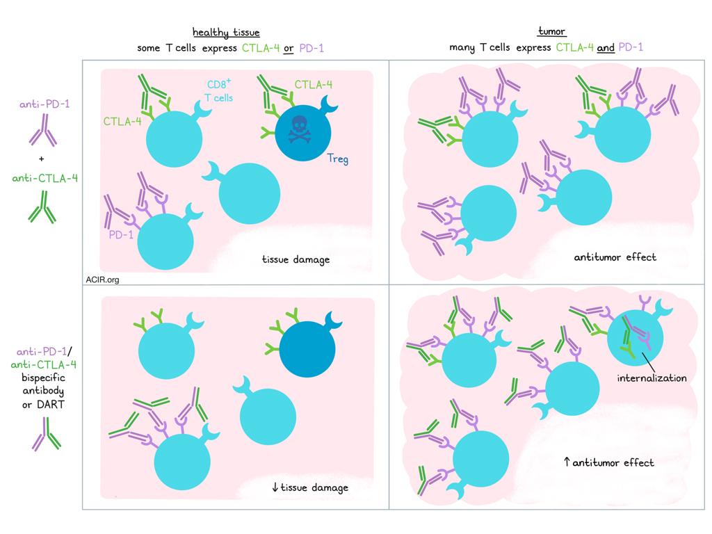 Make It A Double Bispecific Antibodies Targeting Pd 1 And Ctla 4