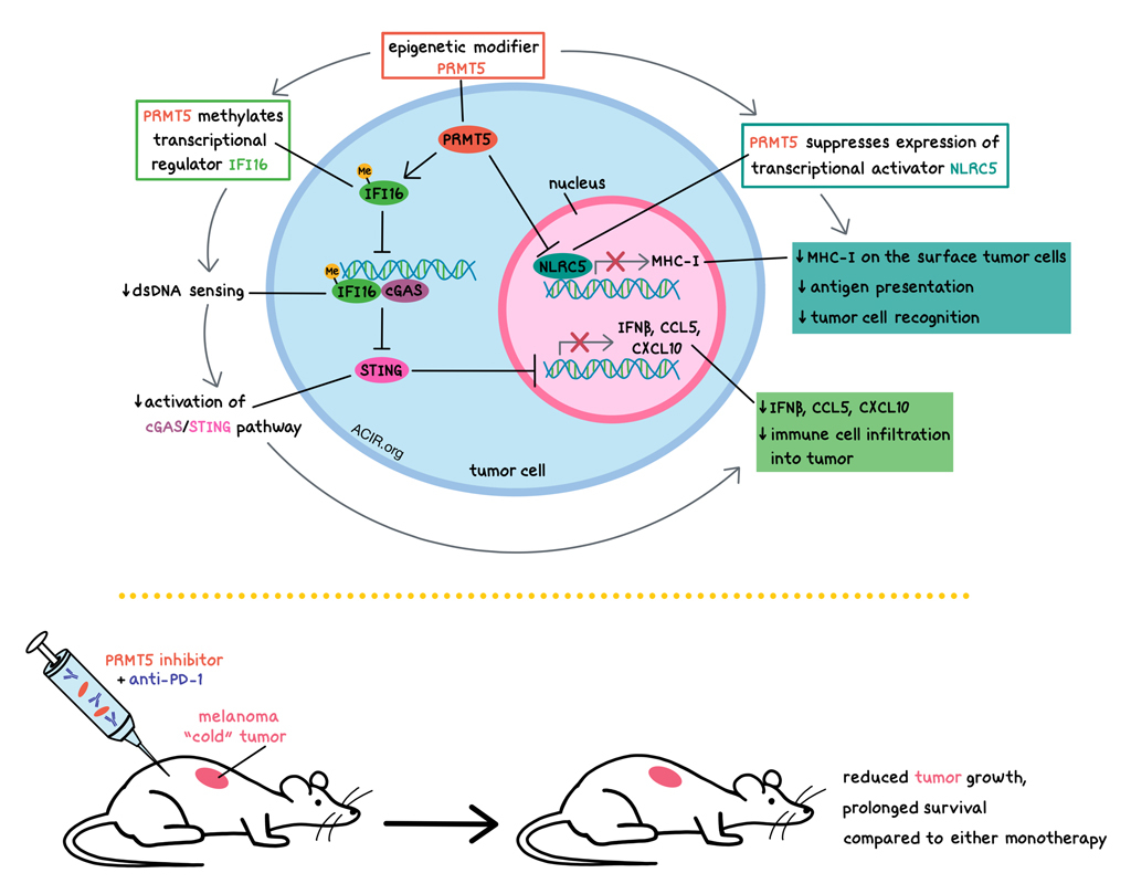 PRMT5 inhibition warms up cold tumors and leads to PD-1 blockade response