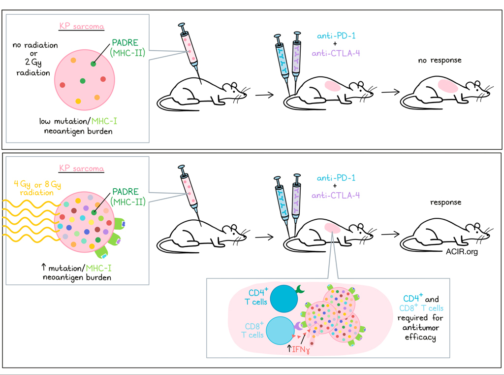 Marking a tumor for destruction with radiation