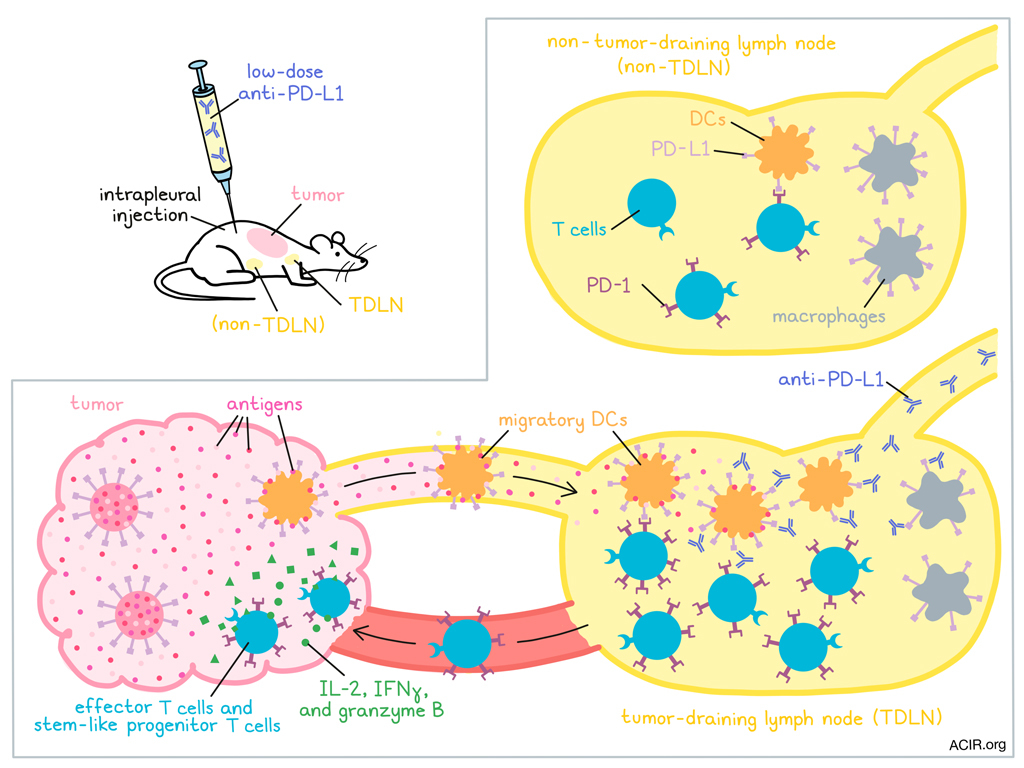 PD-L1 and PD-1 mediate T cell suppression, but not where you think