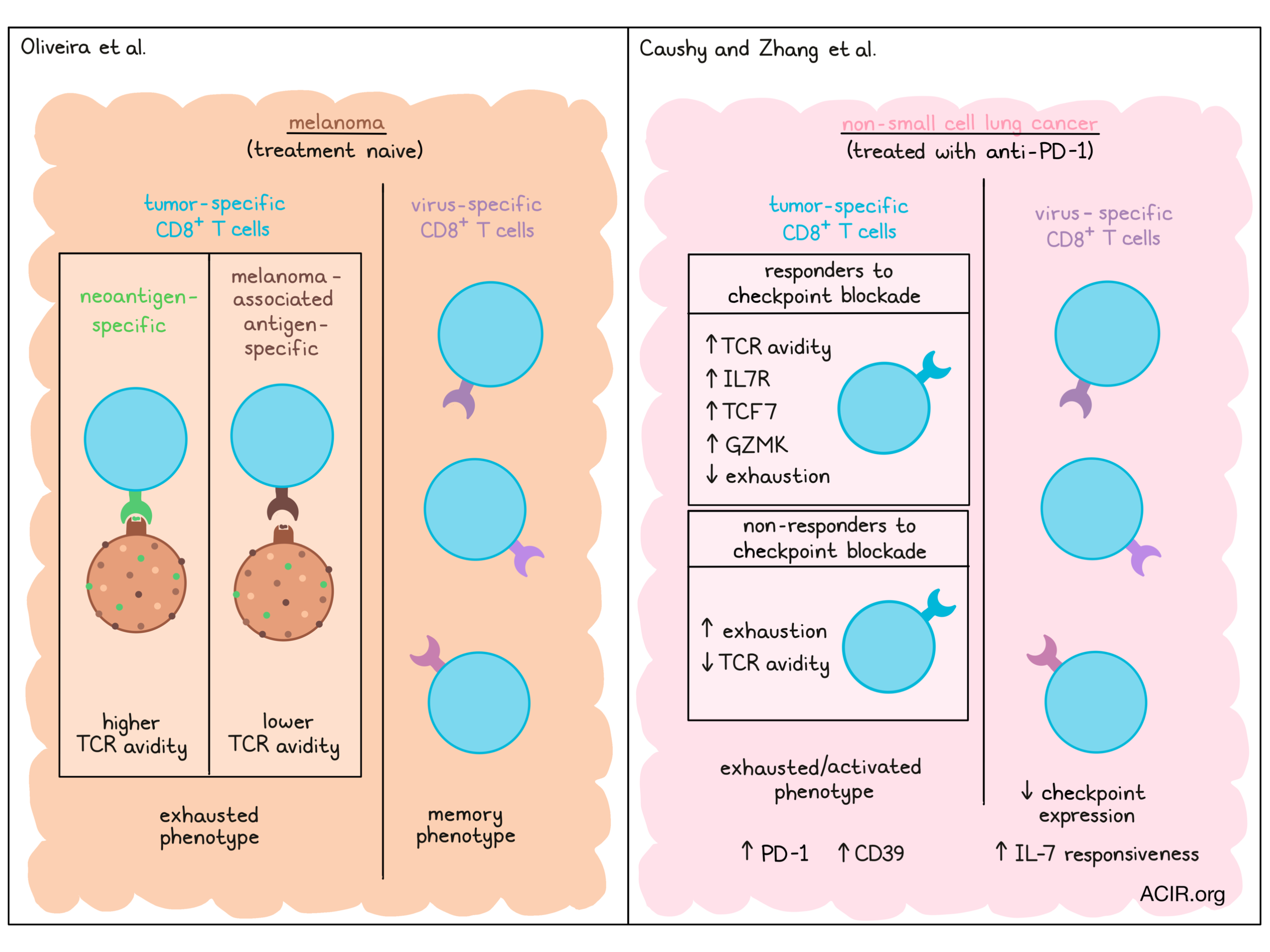Antigen specificity and phenotype of TILs