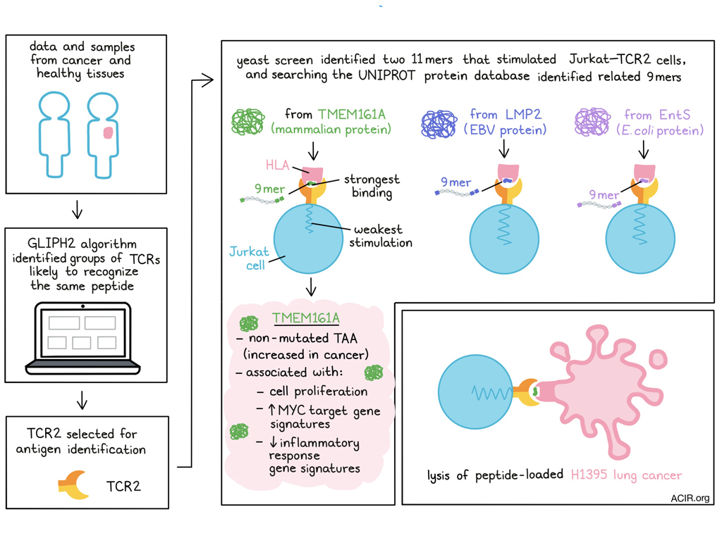TIL going viral: detection of TCR cross-specificity for viral and tumor ...