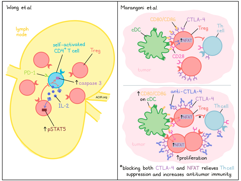 Treg endeavors in lymph nodes and tumors Treg endeavors in lymph nodes and tumors