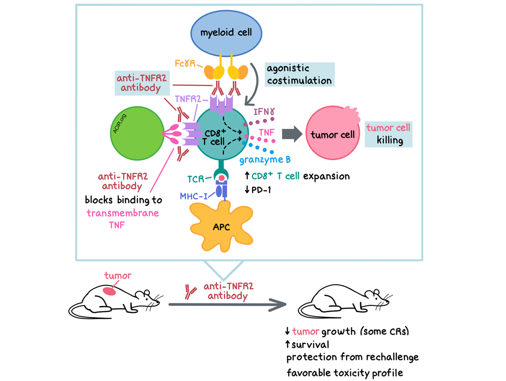 Antibodies come after TNFR2 to eradicate tumors