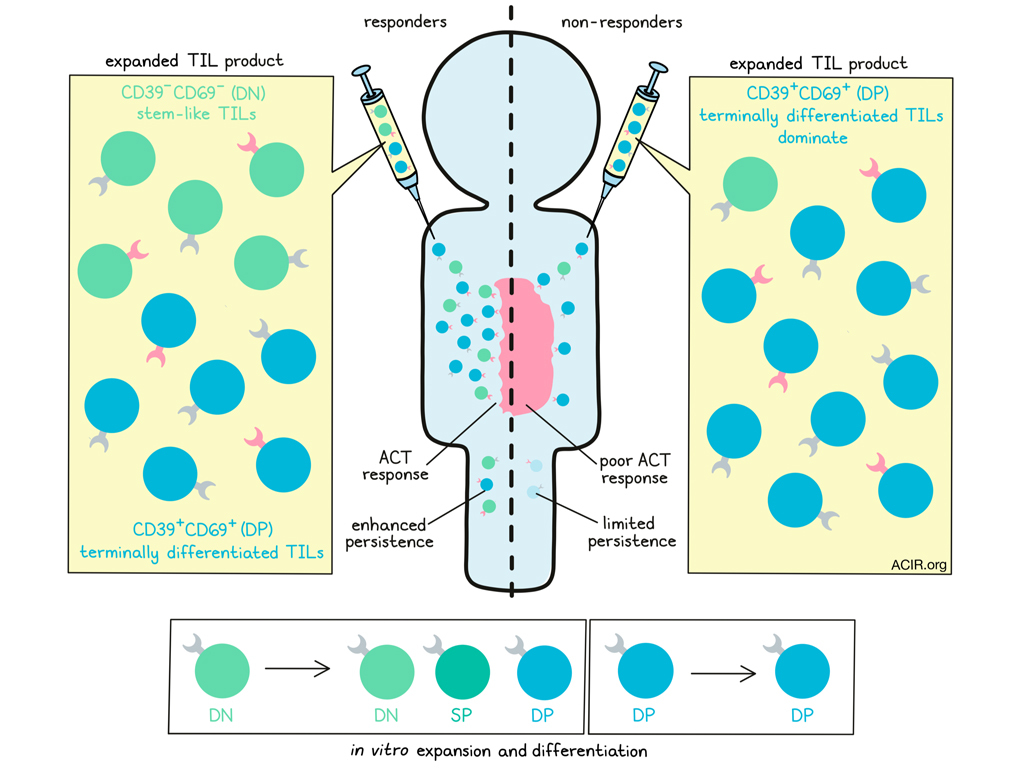 Stem-like TILs clean up your ACT